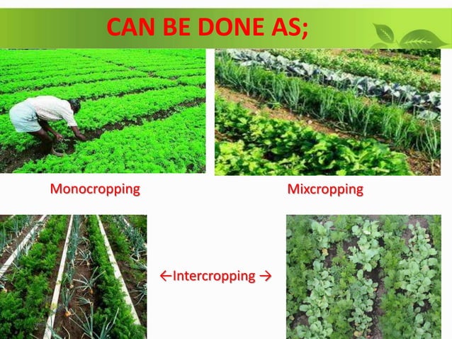 seed production of Carrot (CSK HPKV) harmanjeet singh | PPTX