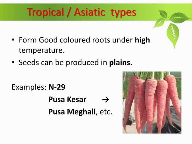 seed production of Carrot (CSK HPKV) harmanjeet singh | PPTX