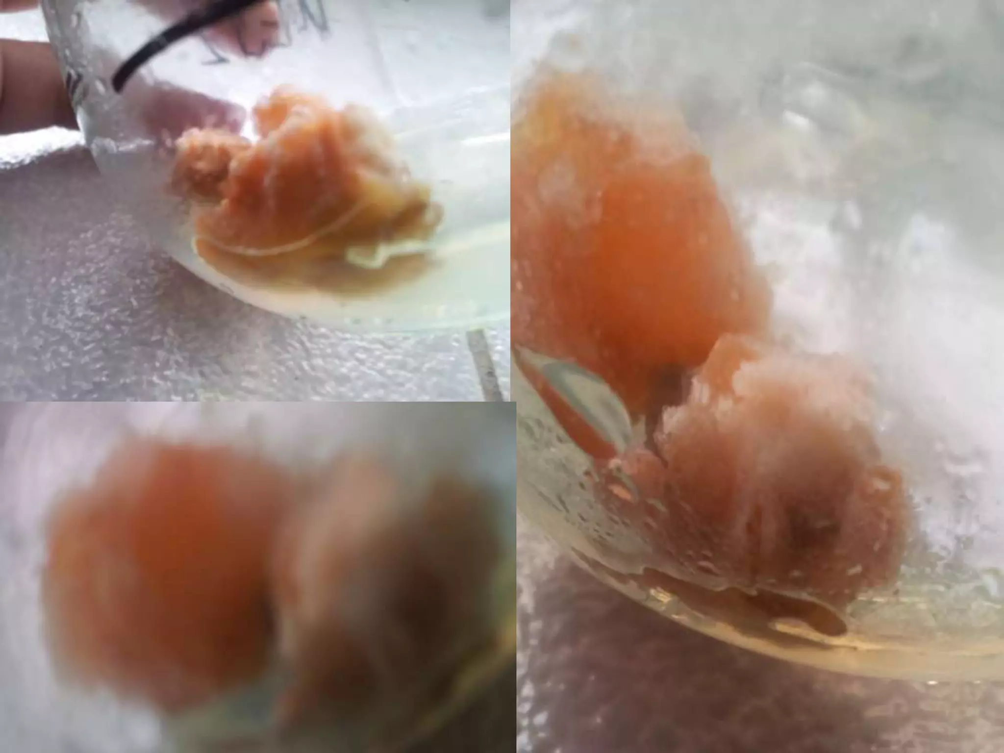 Carrot callus formation | PPTX