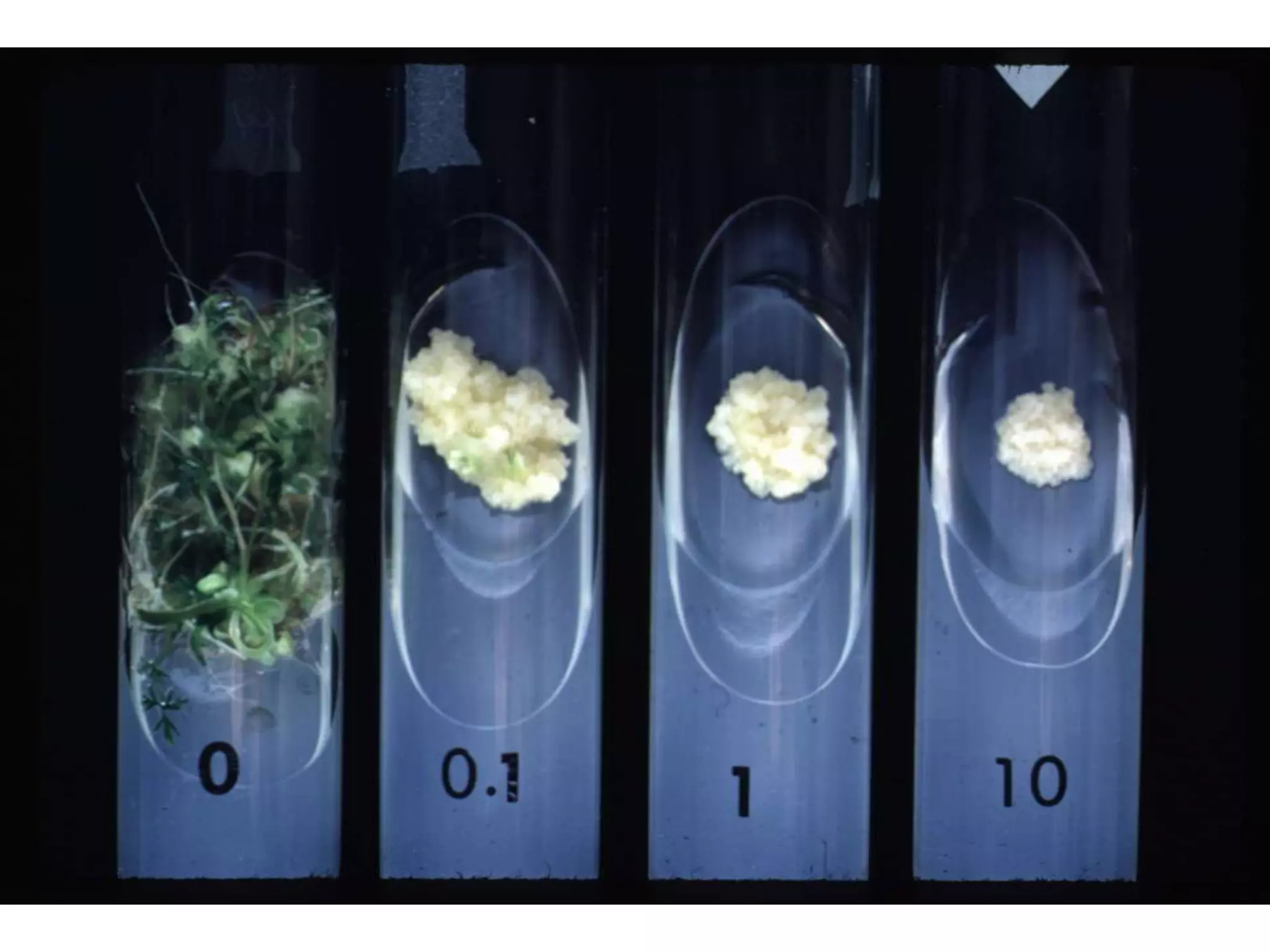 Carrot callus formation | PPTX