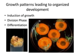 Carrot callus formation | PPTX