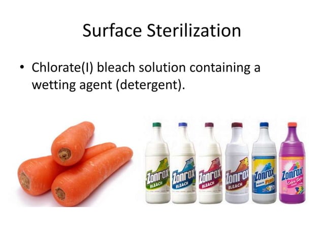 Carrot callus formation | PPTX | Gardening | Home & Garden