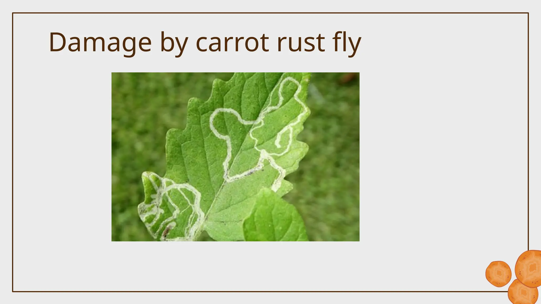 Carrot pest entomology horticulture .pptx