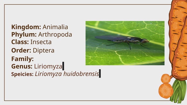 Carrot pest entomology horticulture .pptx