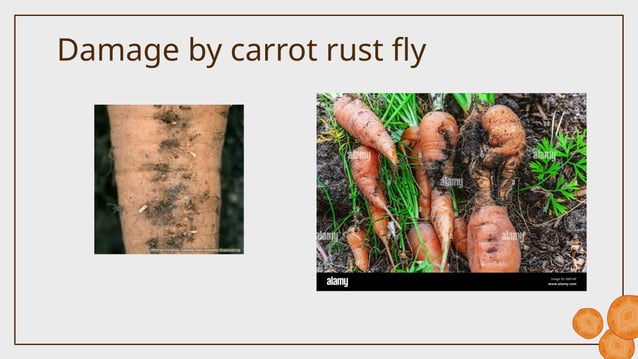 Carrot pest entomology horticulture .pptx