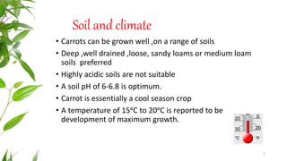 Carrot presentation/ Carrot | PPTX