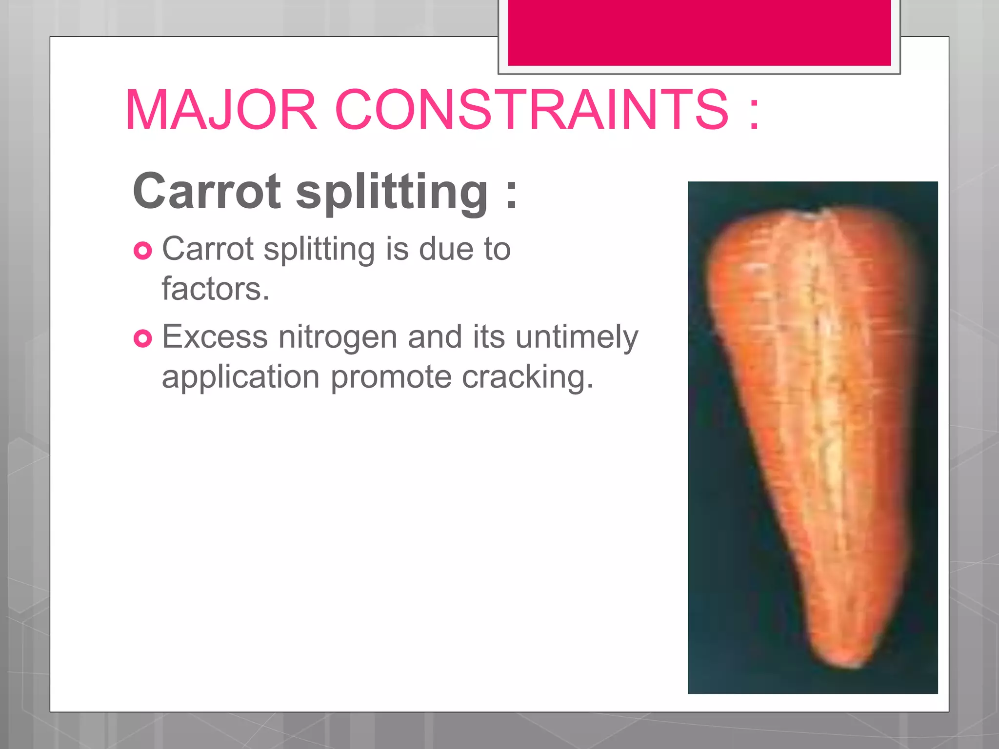 Carrot production technology | PPTX
