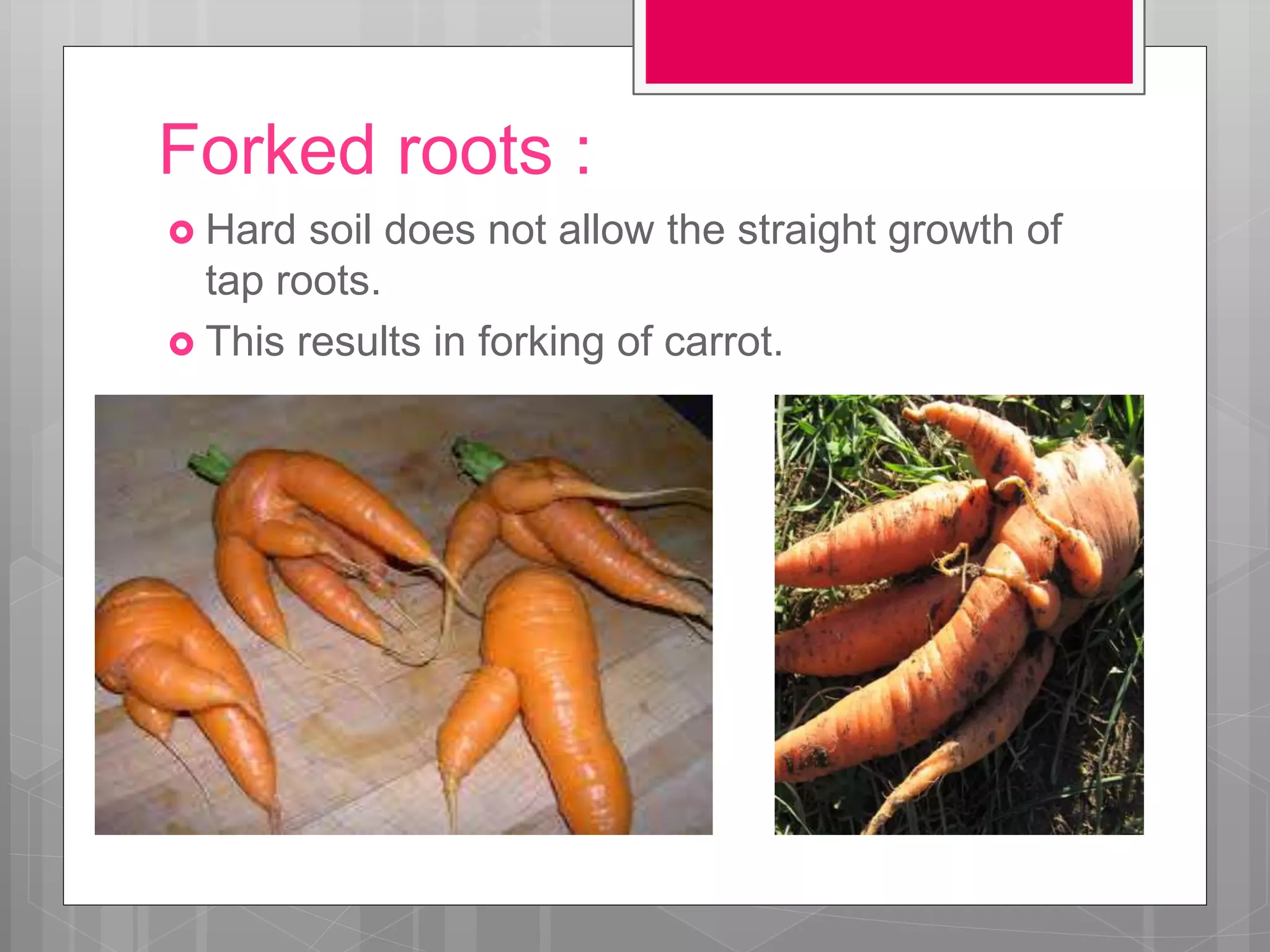 Carrot production technology | PPTX