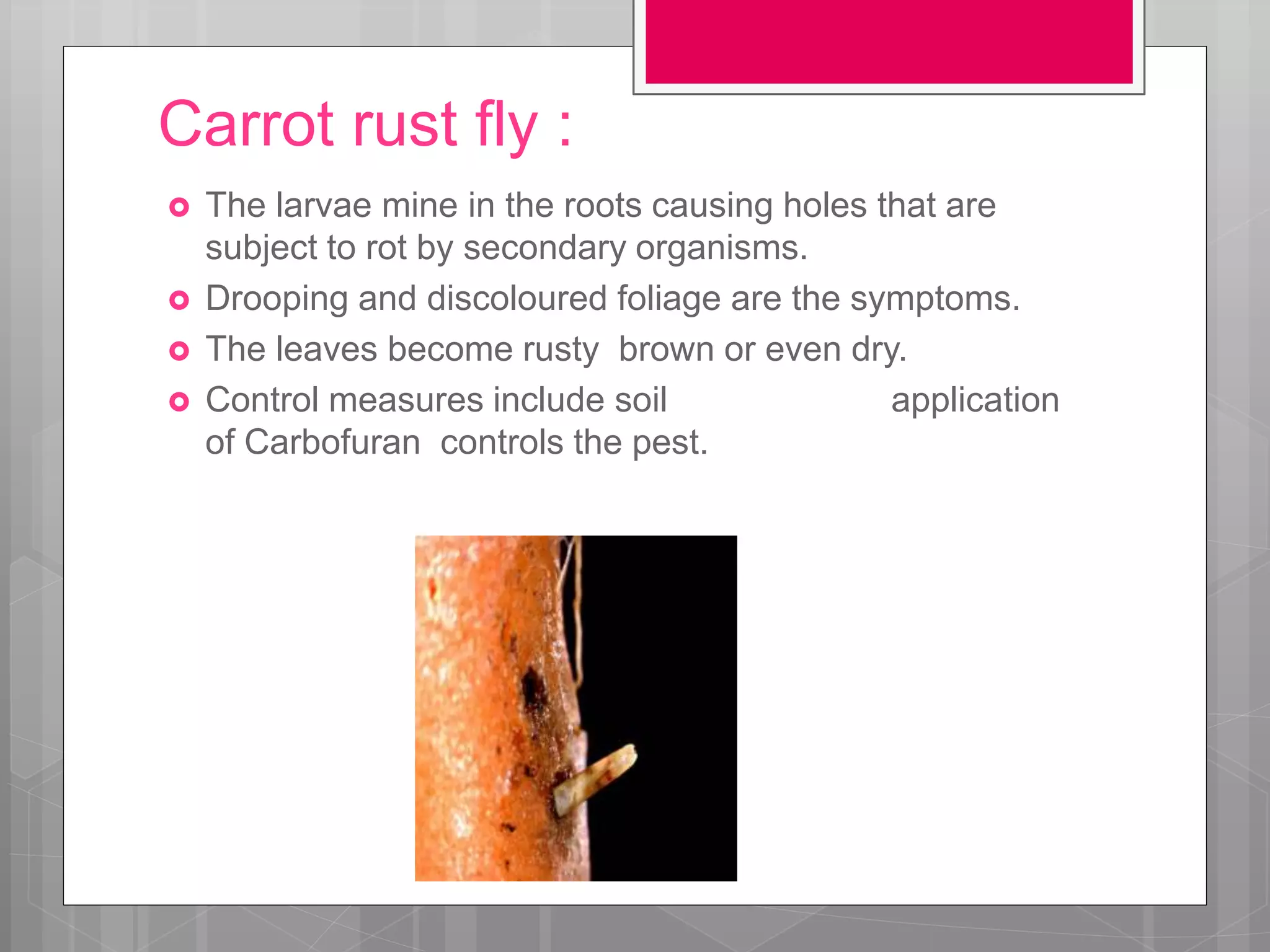 Carrot production technology | PPTX