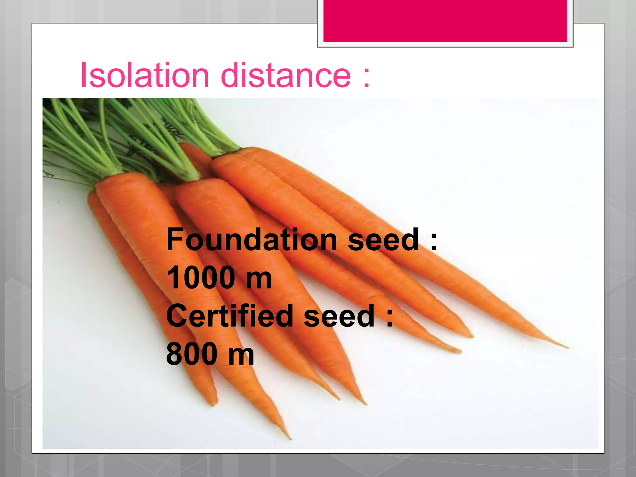 Carrot production technology | PPTX