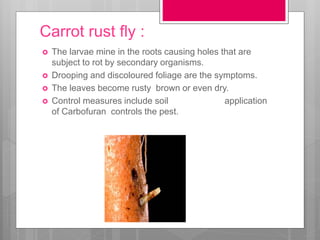 Carrot production technology | PPTX