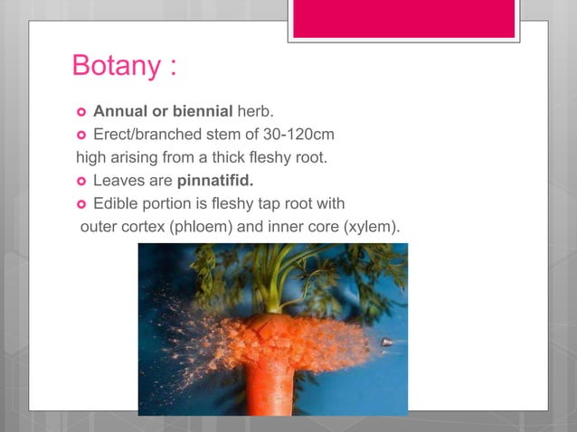 Carrot production technology | PPTX | Agriculture | Industries