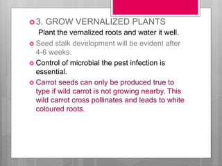 Carrot production technology | PPTX