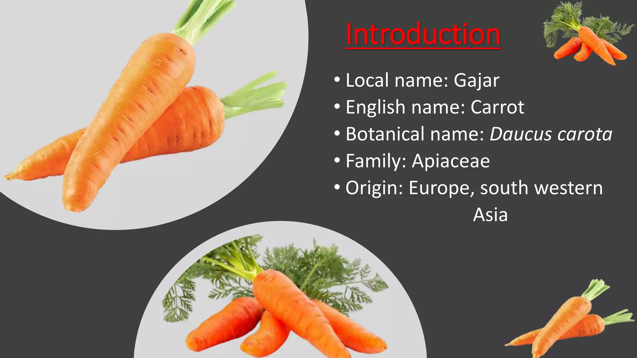 Carrot seed production | PPTX