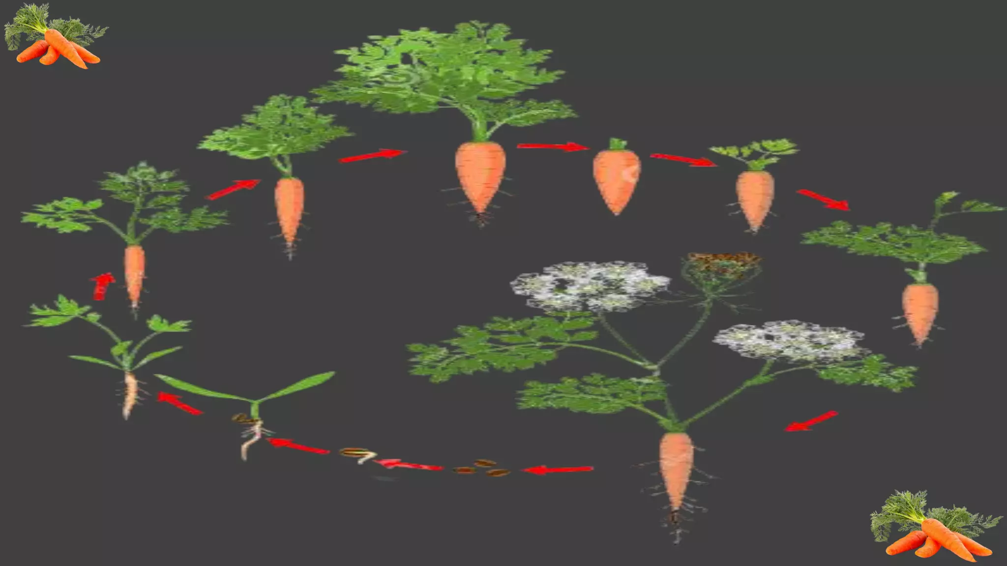 Carrot seed production | PPTX