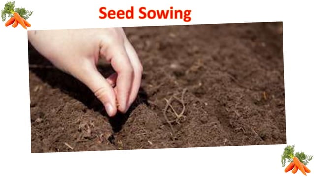 Carrot seed production | PPTX | Gardening | Home & Garden