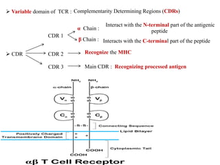 Car T cell | PPSX