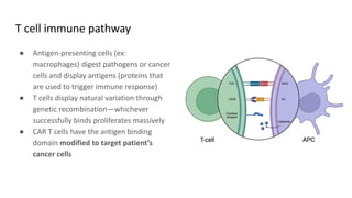 CAR T-Cells - Synthesis and interactions | PPT