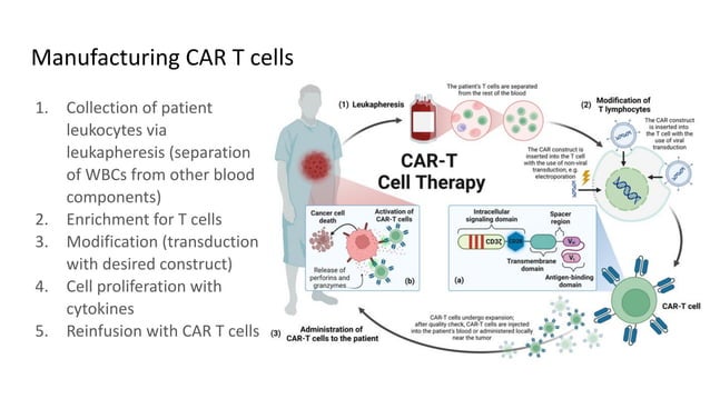 CAR T-Cells - Synthesis and interactions | PPT