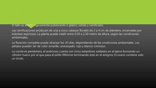 Cartamo | PPTX