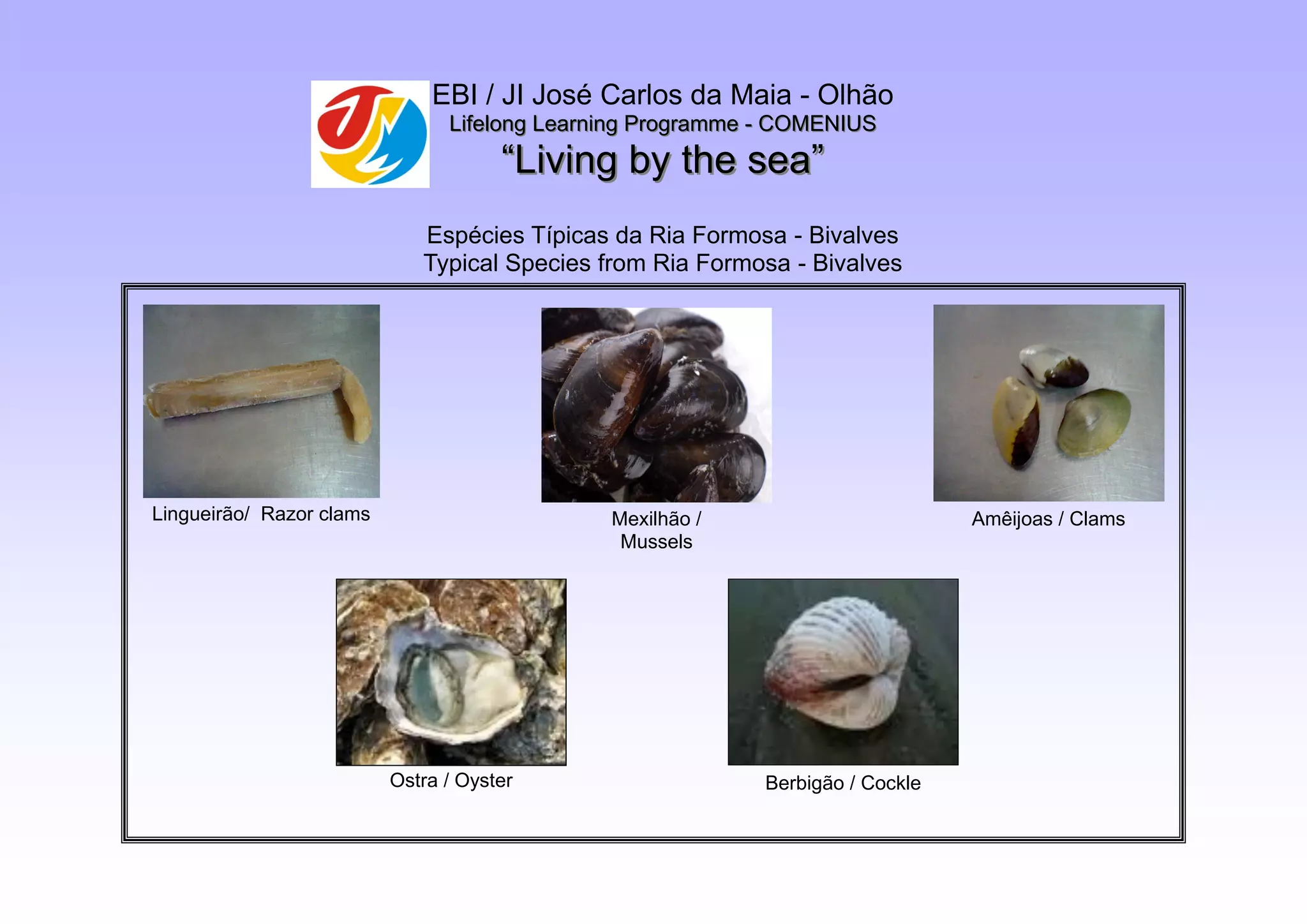Bivalves | PDF