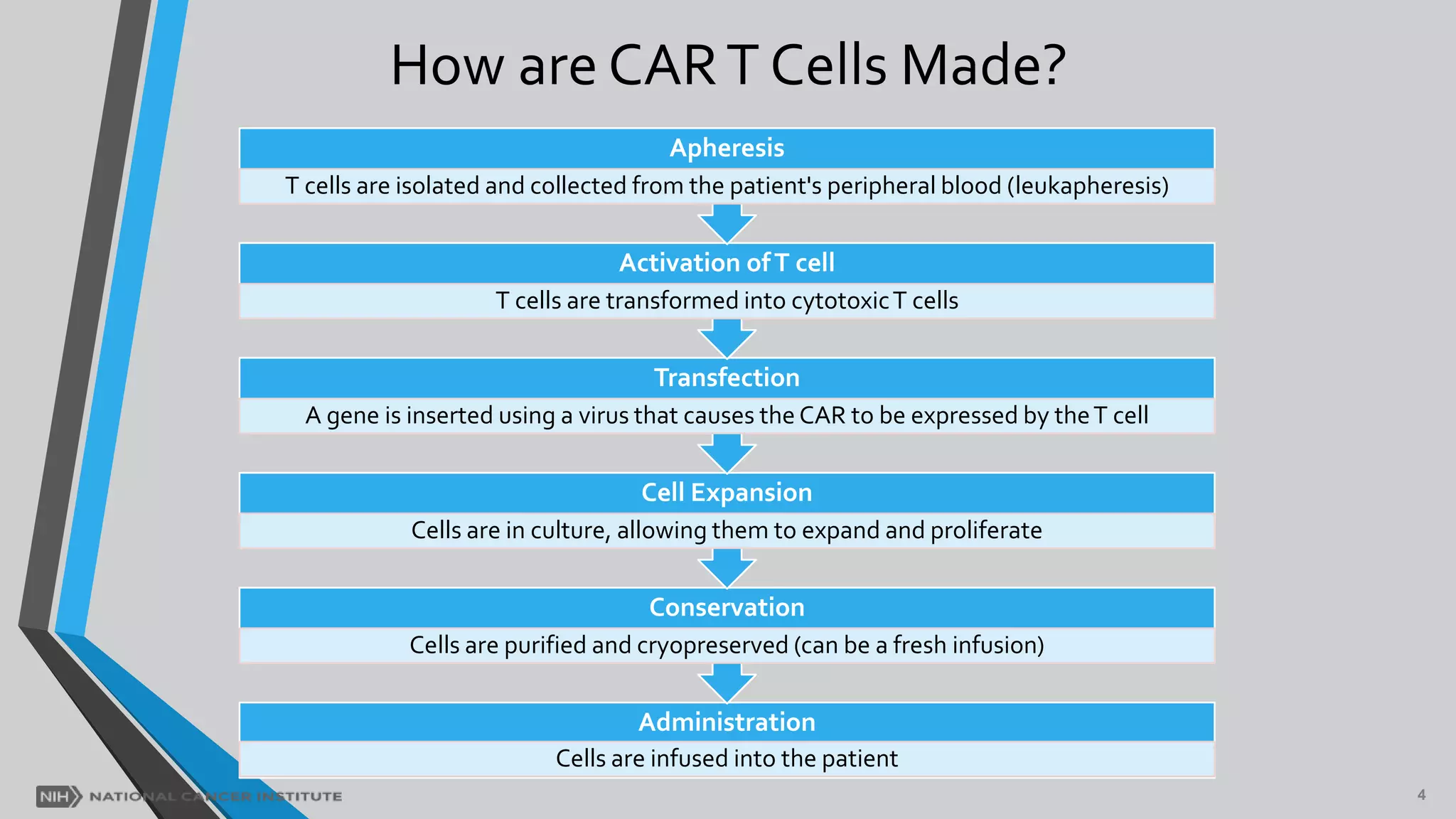 Car t cell basics cell therapy working group 11.21.19