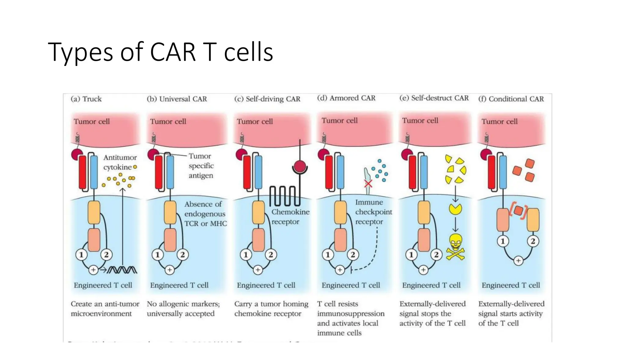 Cart cell in rheumatology ppt.pdf