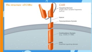 Car t cells | PDF