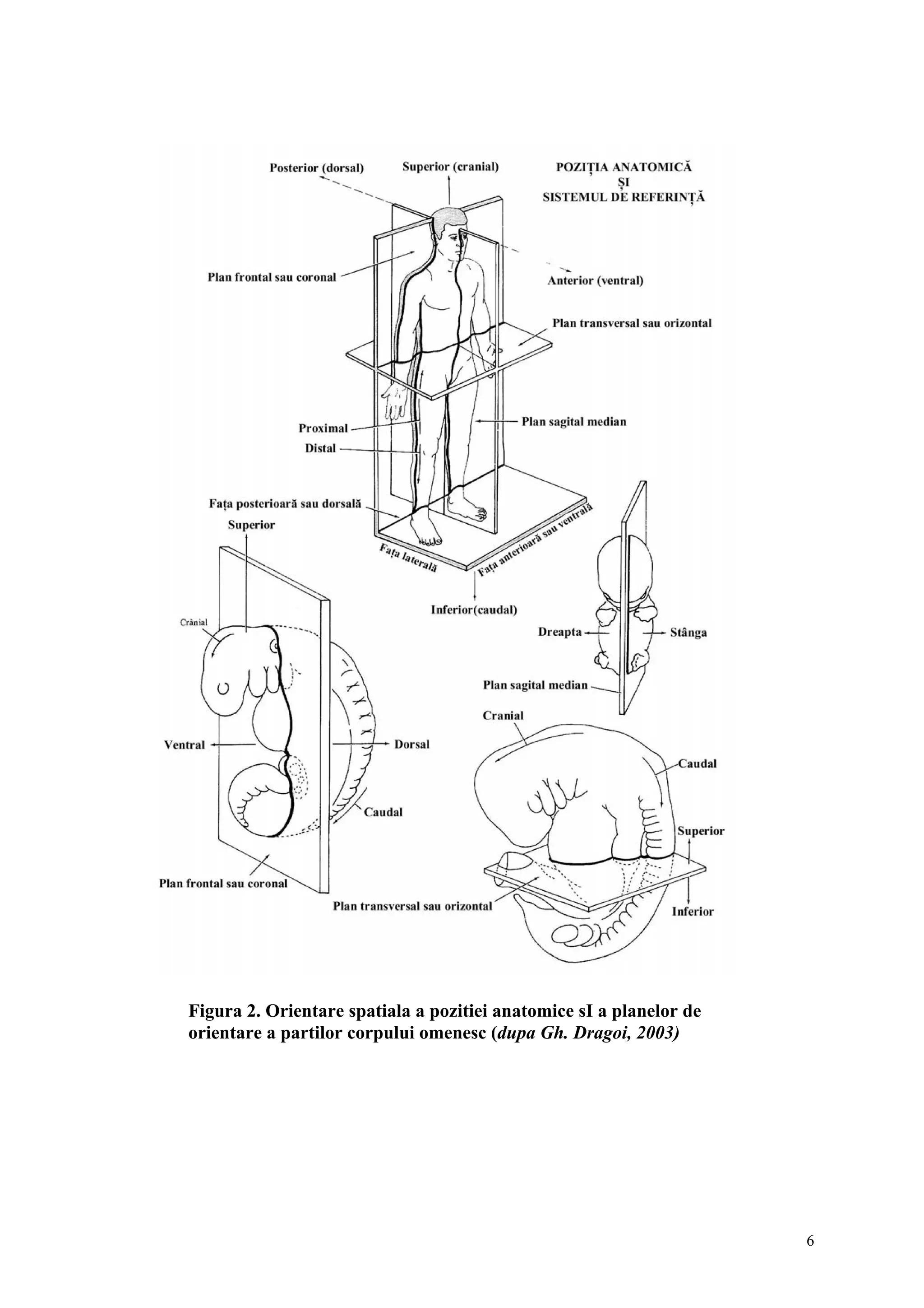 Carte anatomie lp | PDF