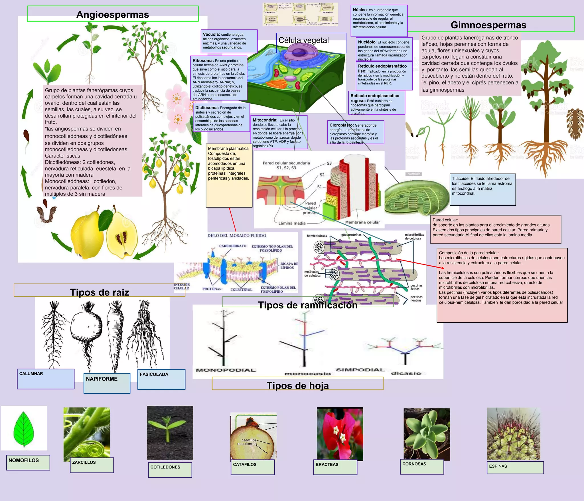 CARTEL DE PLANTAS.pptx