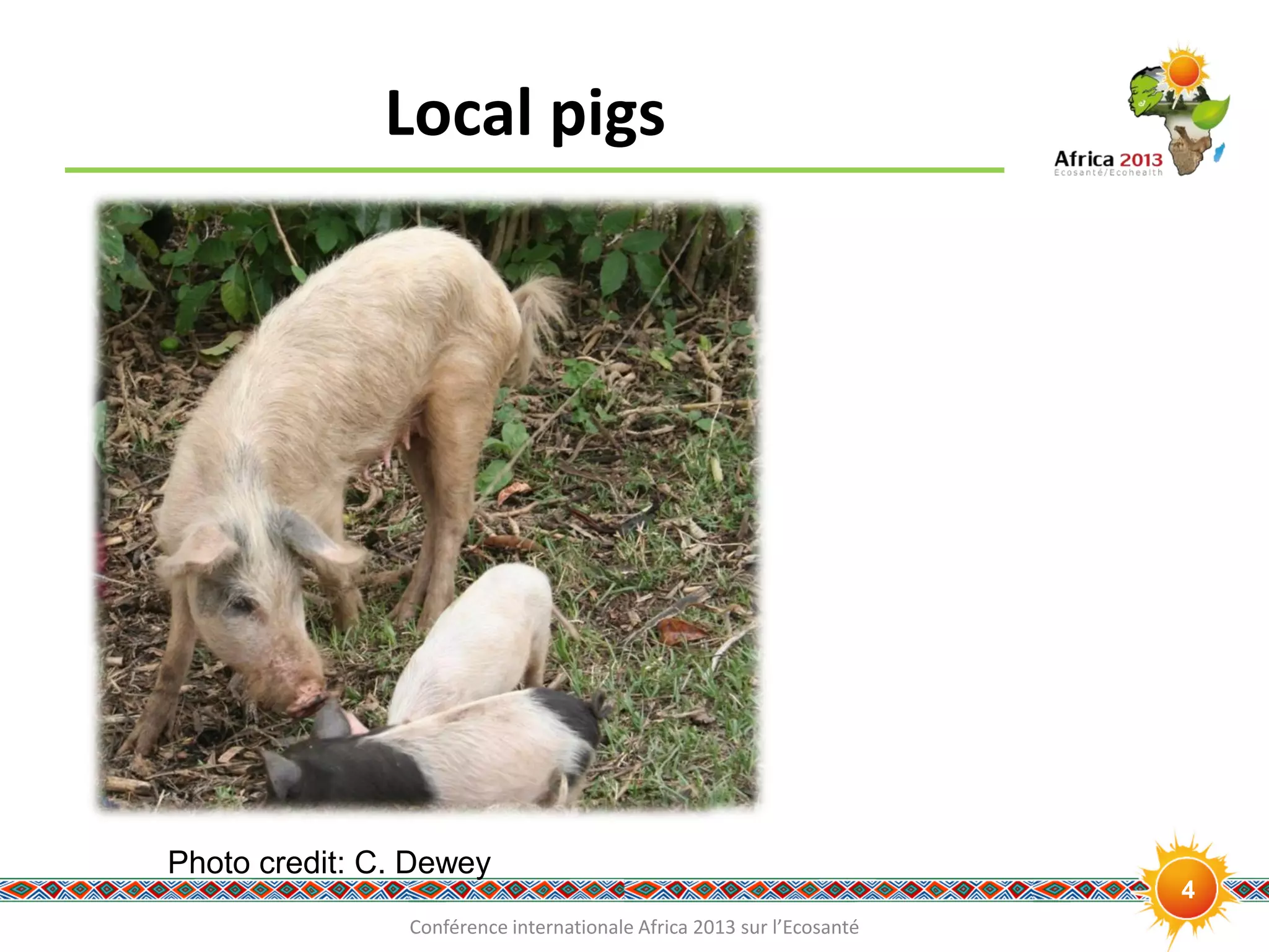 Nutritional value of locally available African pig feed ingredients: A ...