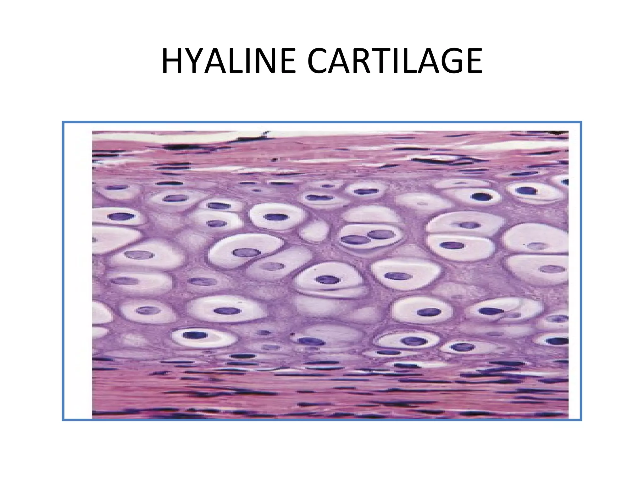 Cartilage | PPT