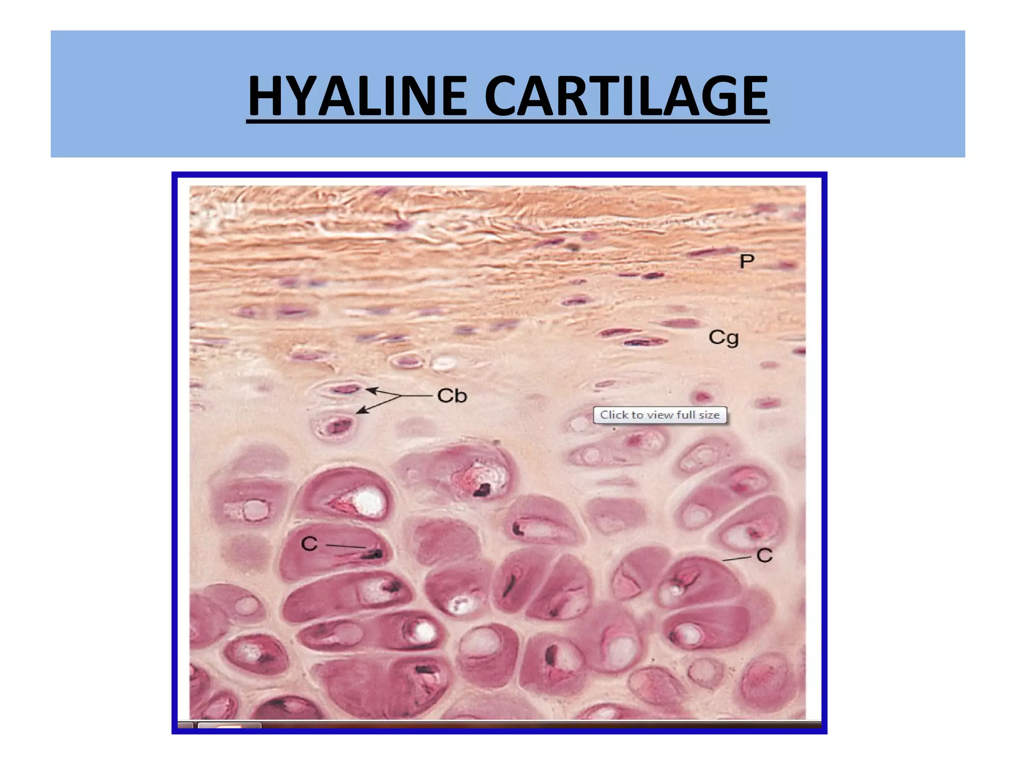 Cartilage | PPT