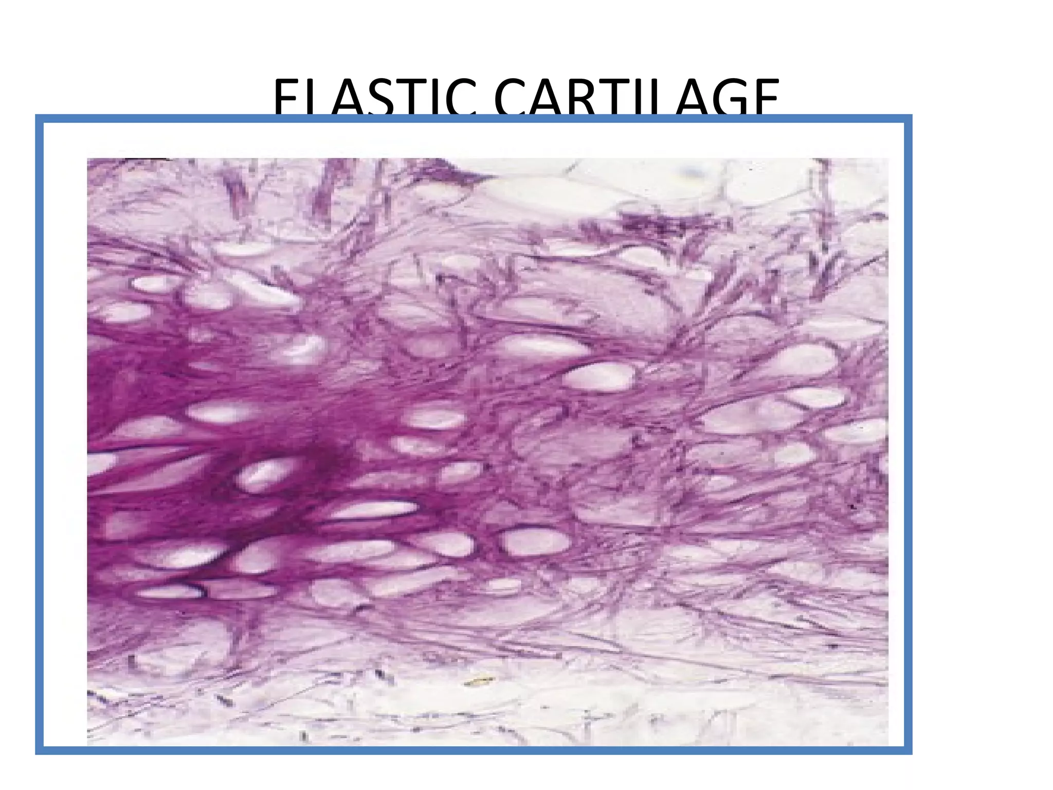Cartilage | PPT