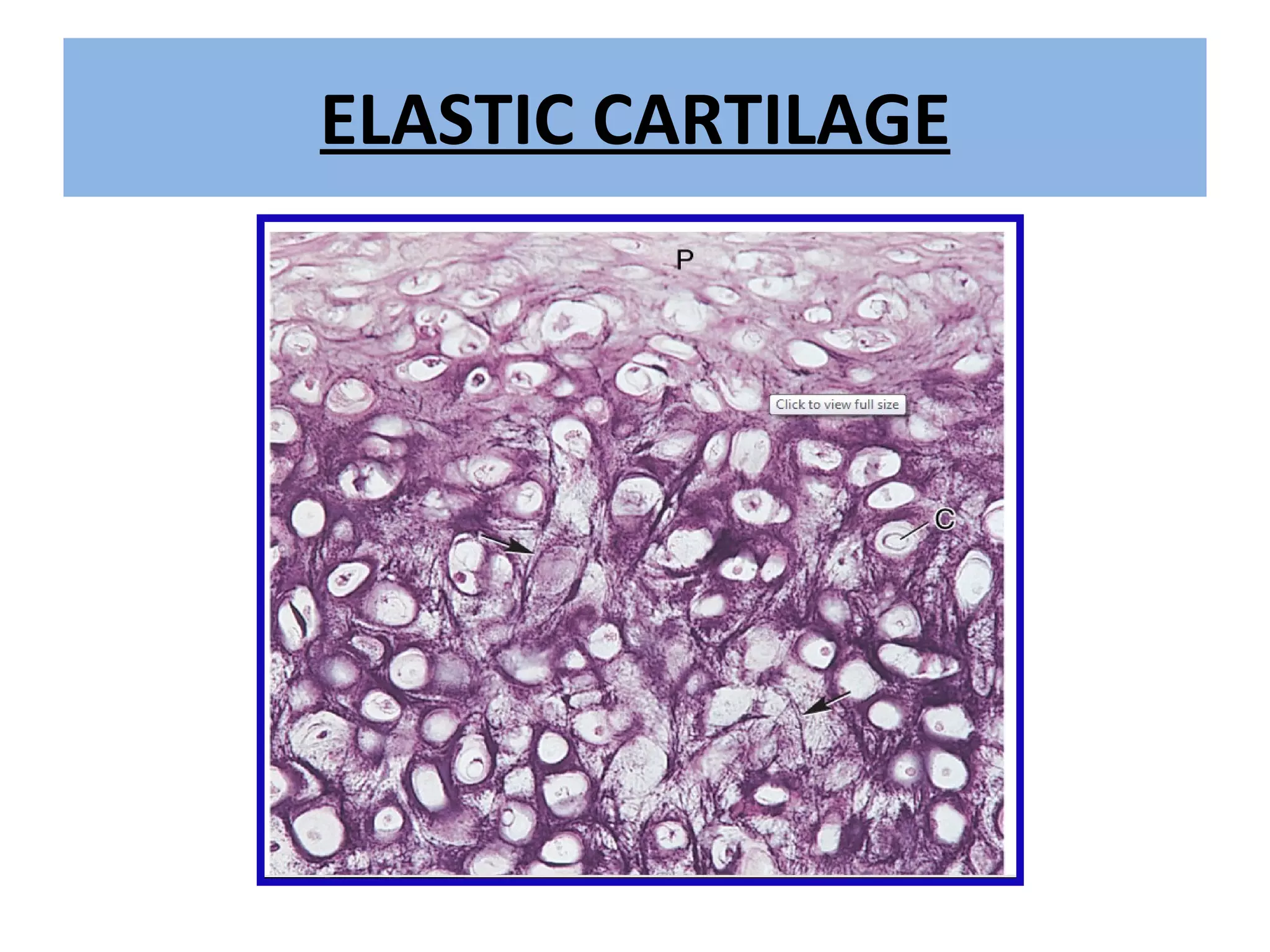 Cartilage | PPT