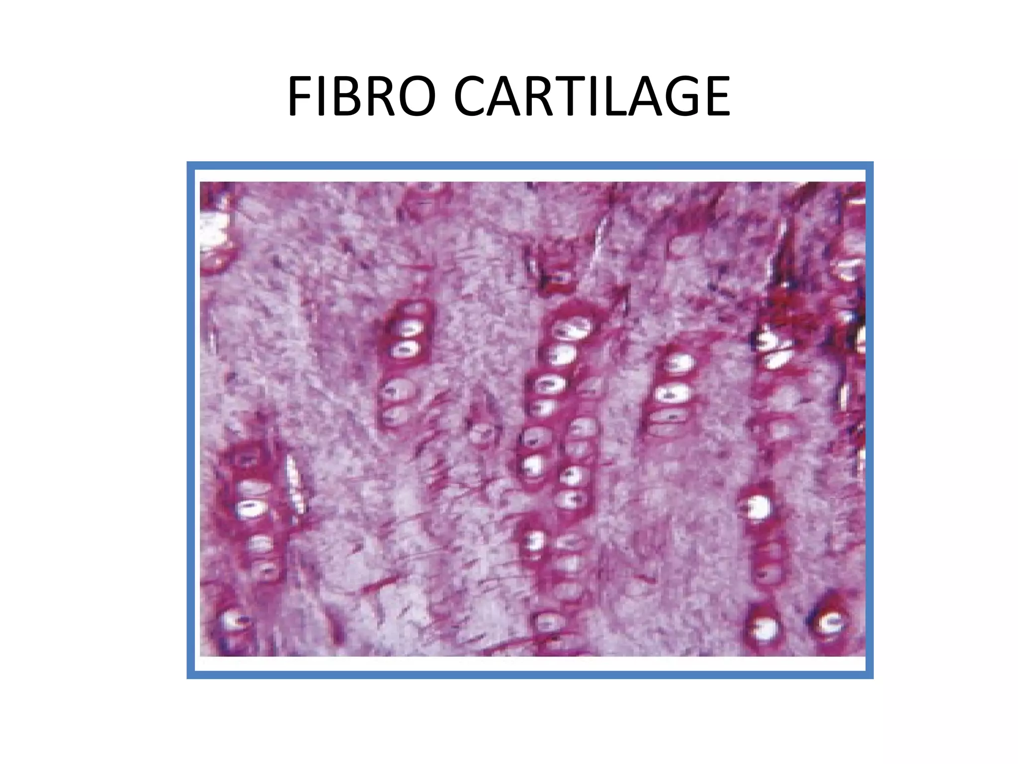 Cartilage | PPT