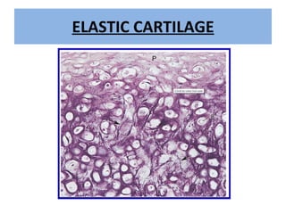 Cartilage | PPT