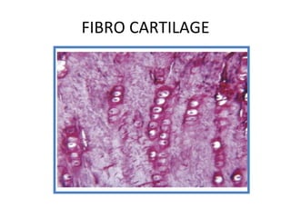 Cartilage | PPT