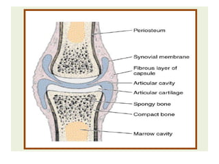 Cartilage | PPT
