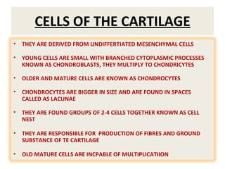 Cartilage | PPT