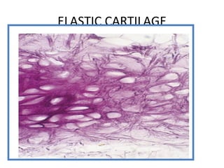 Elastic Cartilage Connective Tissue