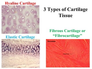 Cartilage | PPT