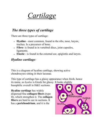 Cartilage | DOCX