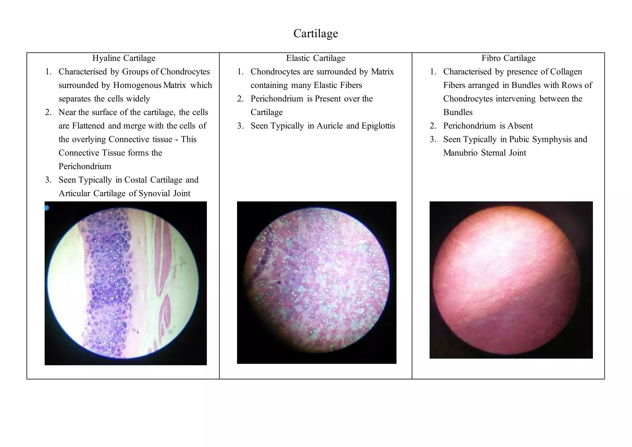 Histology of Cartilage | DOCX