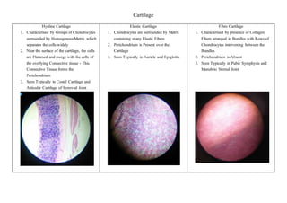 Histology of Cartilage | DOCX
