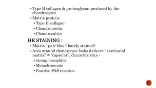 Bone & Cartilage Histology | PPT