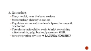 Bone & Cartilage Histology | PPT