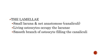 Bone & Cartilage Histology | PPT