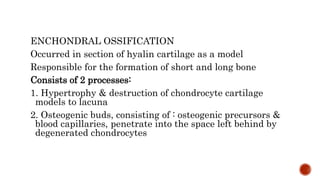 Bone & Cartilage Histology | PPT