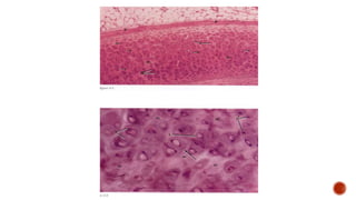 Bone & Cartilage Histology | PPT